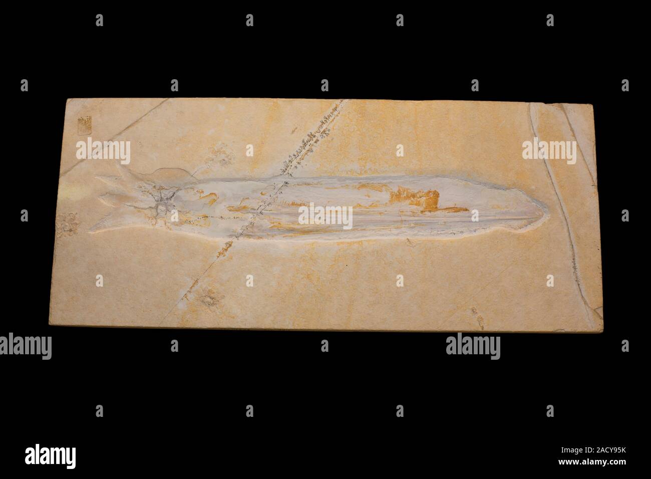 Fossil Squid, Solnhofen, Bavaria, Germany. Late Jurassic about 148 m.y ...