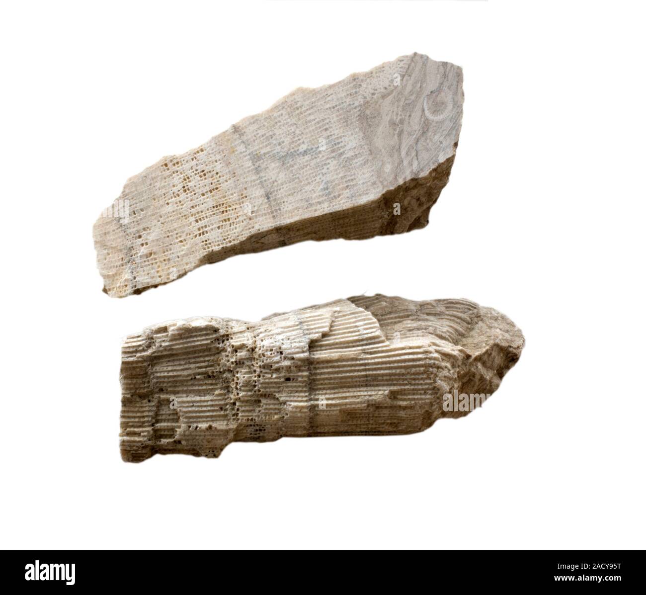 Fossil Coral sectioned to show internal structure. Specimen at Museum ...