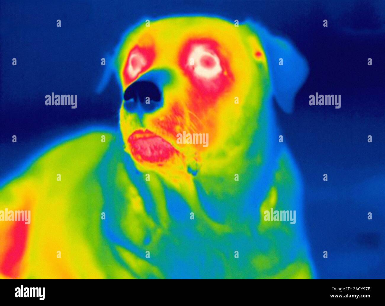 Thermogram of a Dog. The temperature scale runs from white (warmest ...