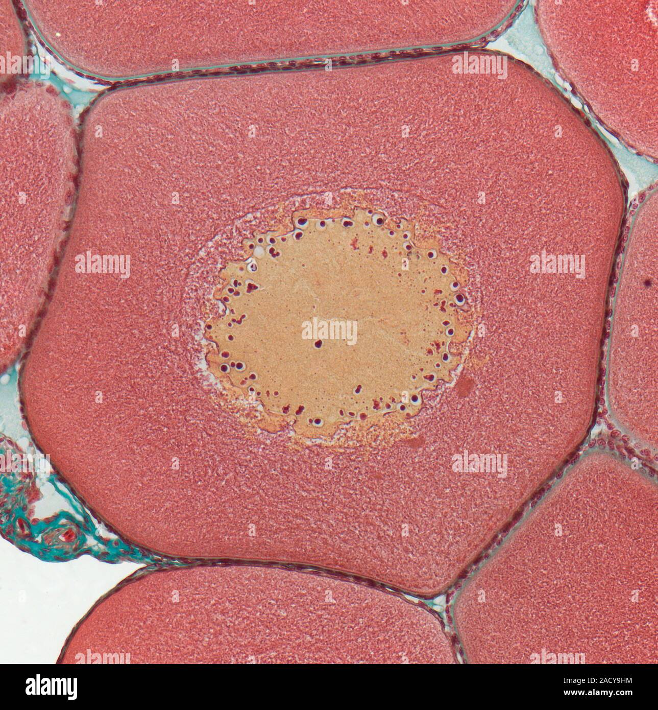 Frog Ovary, light micrograph (LM) of a section of frog ovary to show a ...