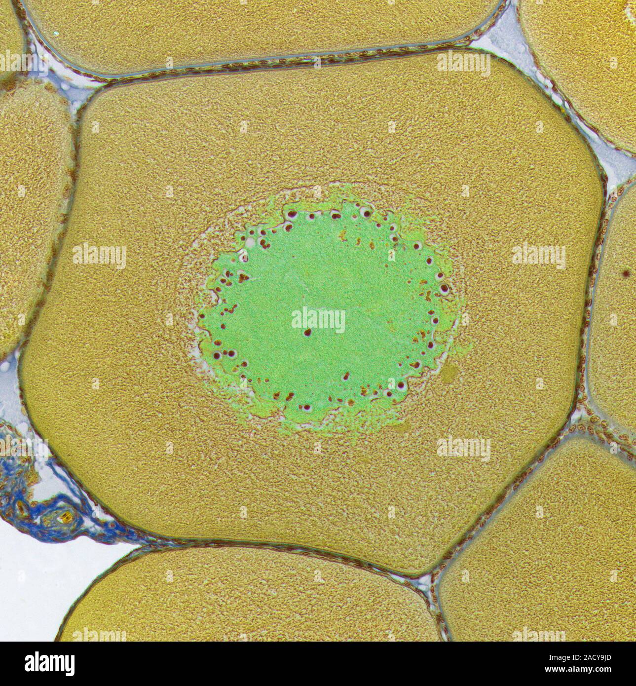 Frog Ovary, light micrograph (LM) of a section of frog ovary to show a ...