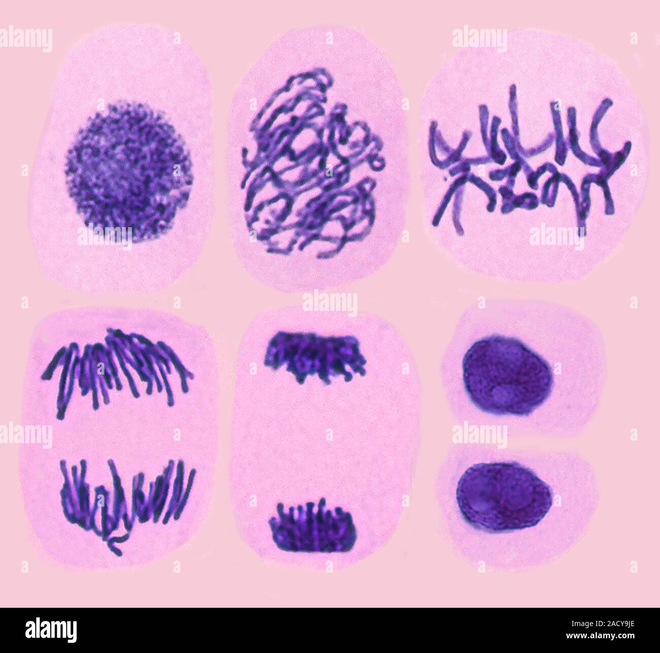 Plant cell mitosis. Light micrograph of a root tip cells squash ...