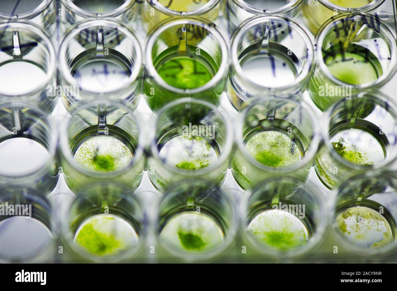 Algae biofuel research. Test tubes in a lab containing a selection of ...