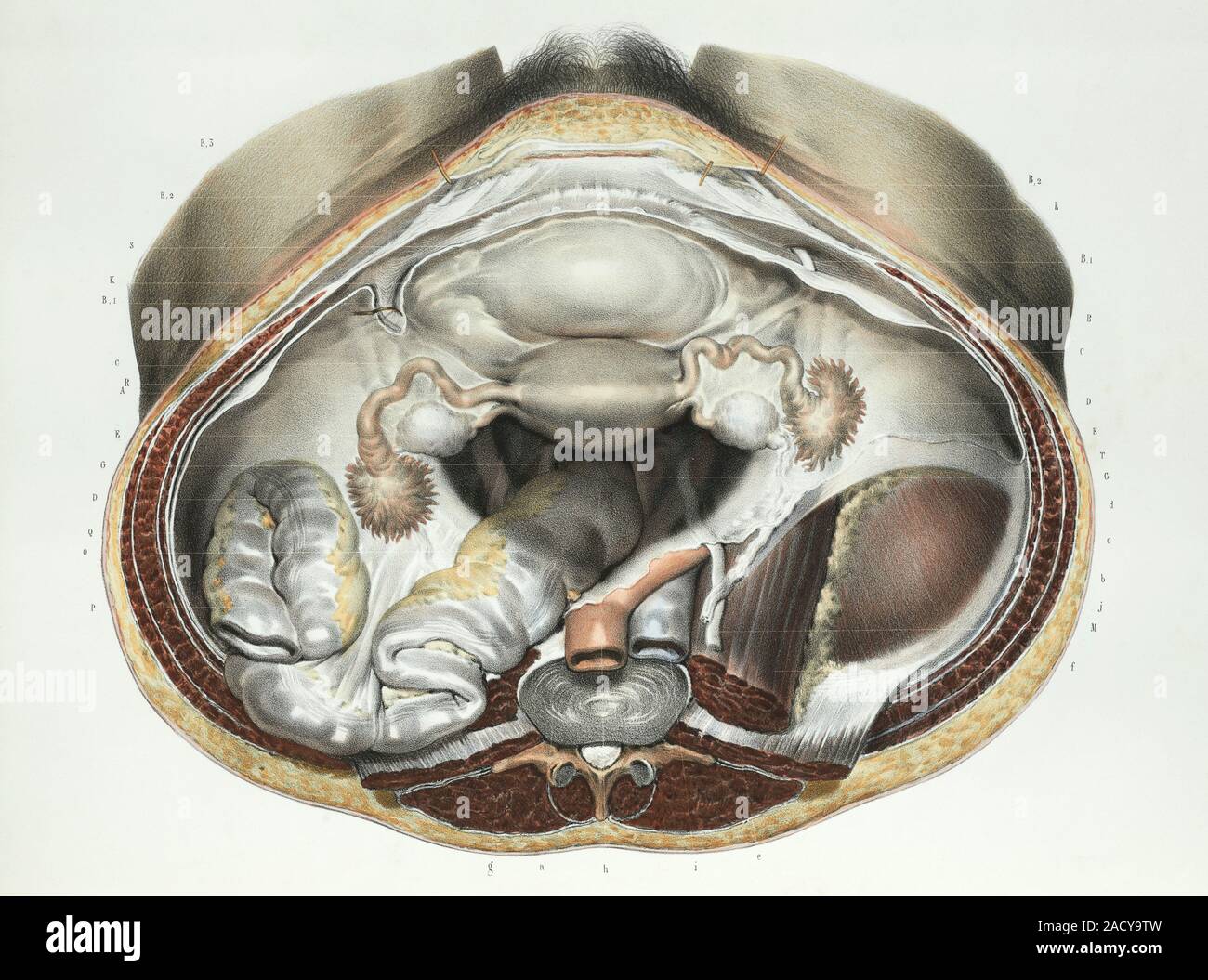 Female reproductive system, 19th century artwork. At centre is the ...