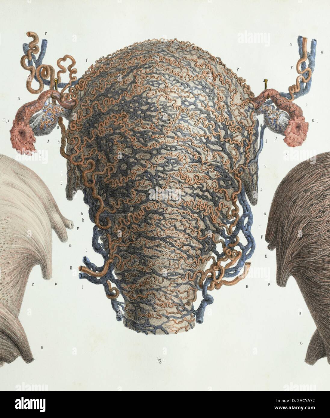 Uterus at full term. 19th century artwork showing the blood vessels of ...