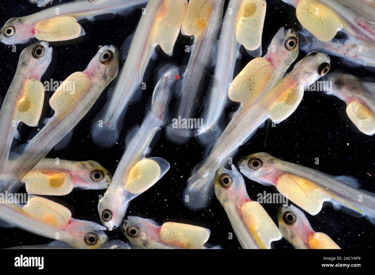 Fish fry at fish farm hatchery. Trout fry at a stage of development ...