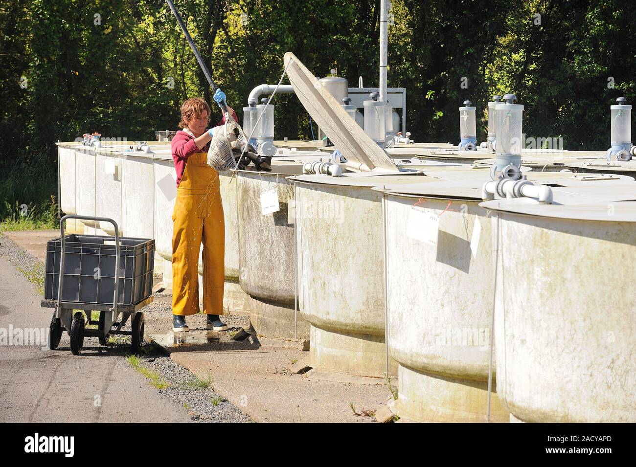 Fish farm waste water research. Worker handling and transferring ...