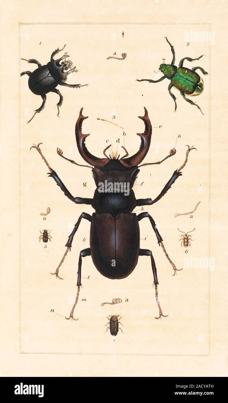 Beetles, 19th century artwork. At centre is a stag beetle (Lucanus cervus) and at top left is a ...