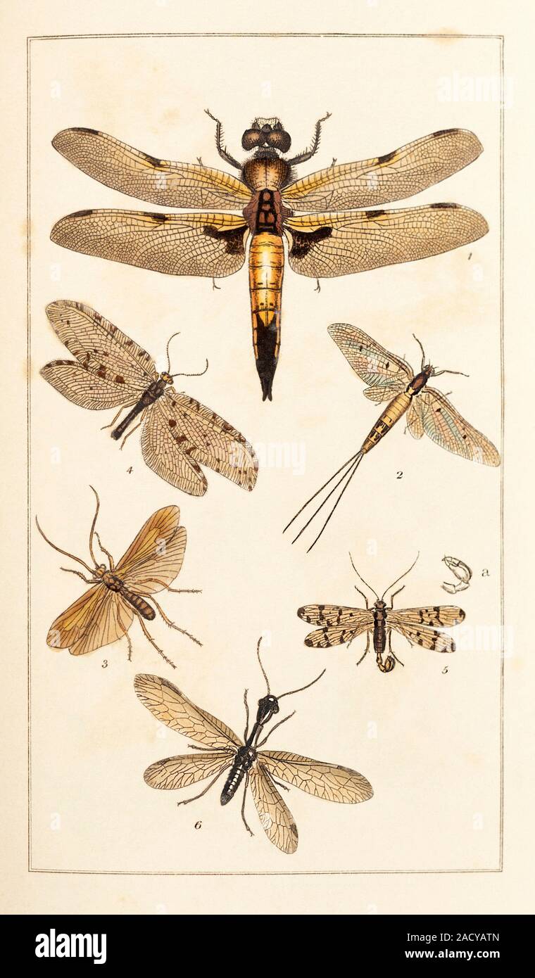 Insects of the order neuroptera, 19th century artwork. This order ...