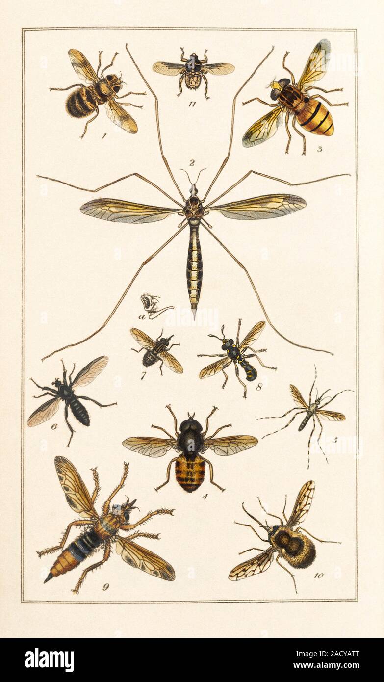 Insects of the order diptera, 19th century artwork. This order, the ...