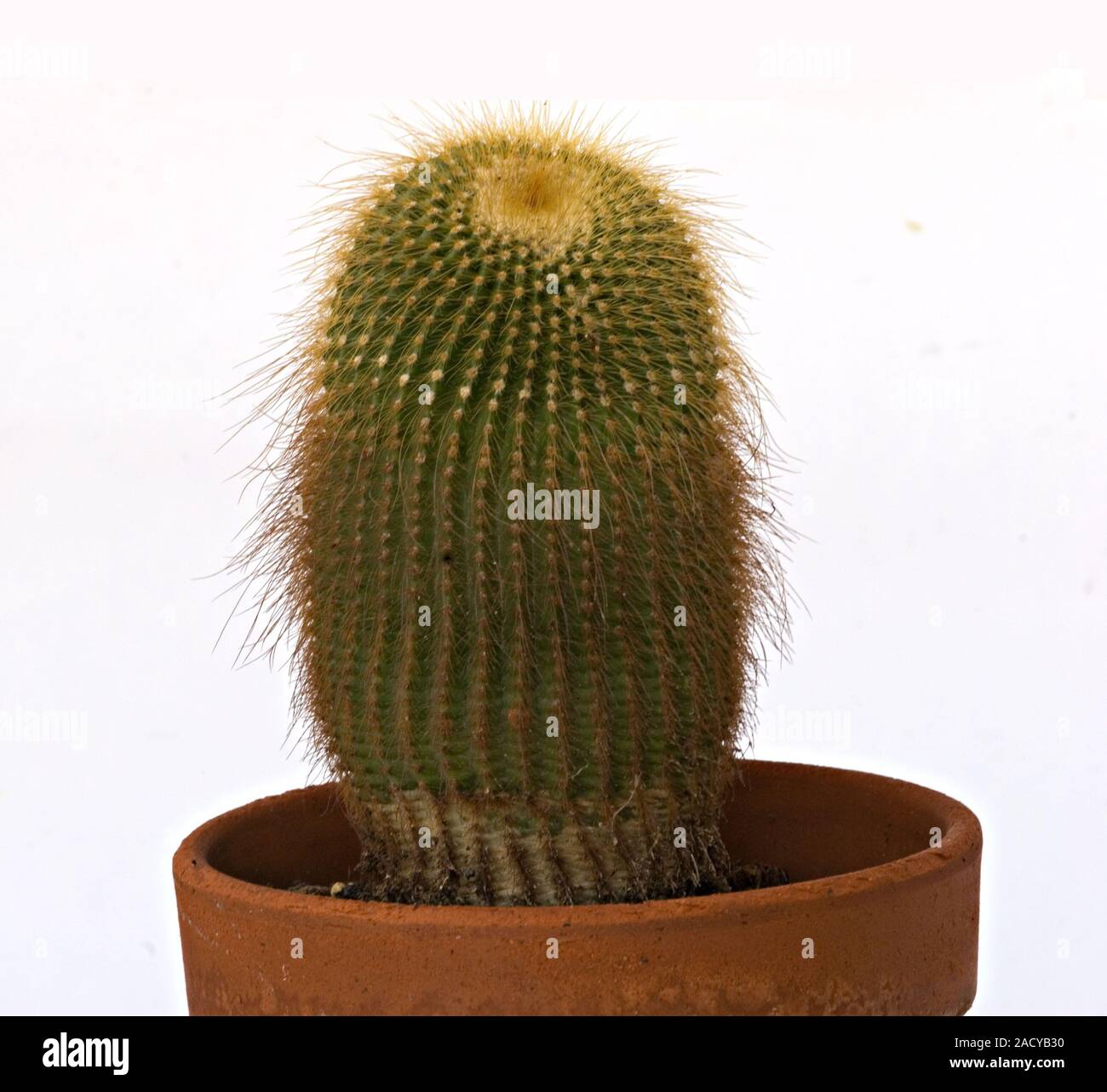 Cactus isolated on white background Stock Photo - Alamy