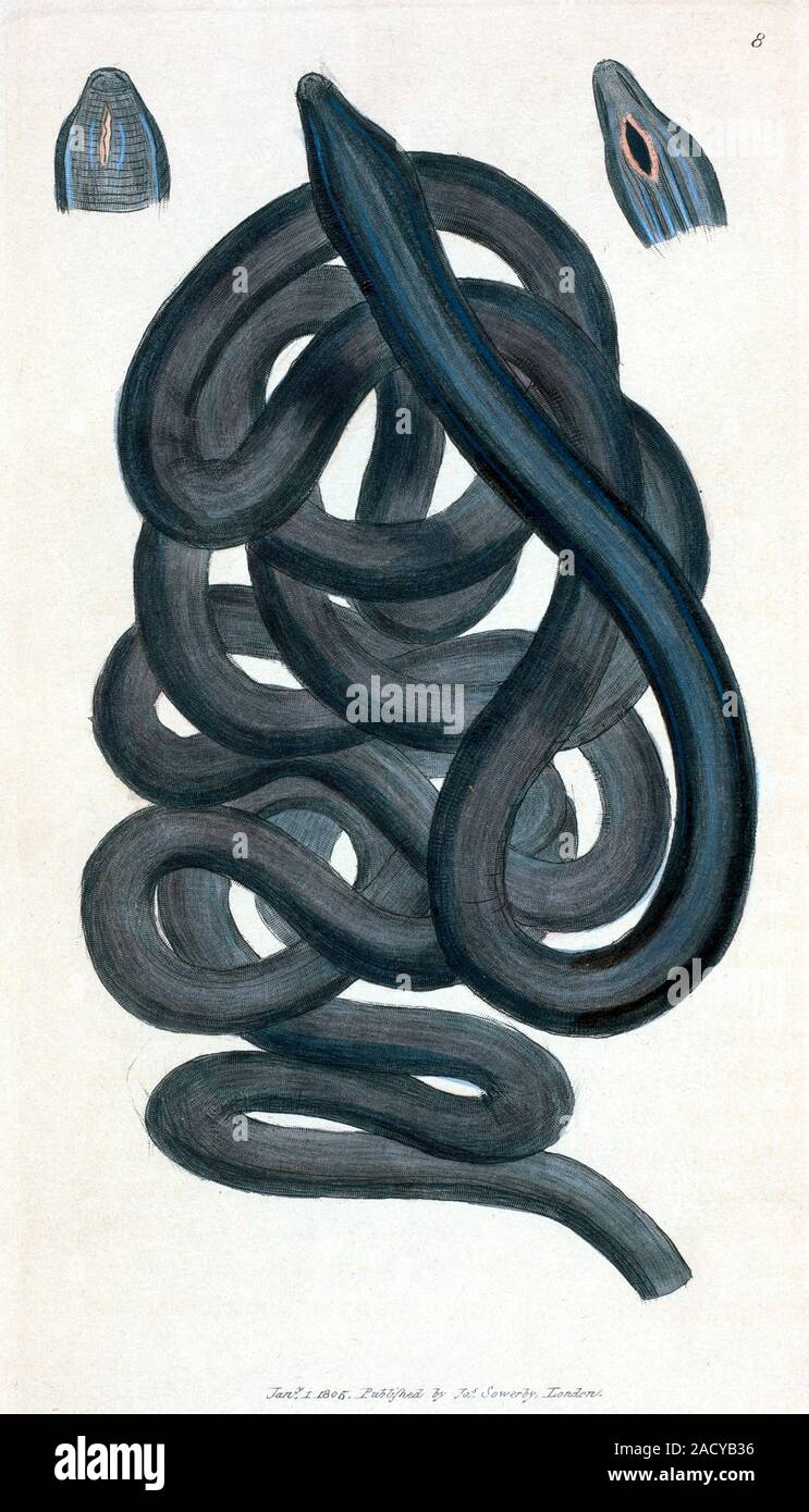 Bootlace worm (Lineus longissimus). Early 19th Century artwork of a ...