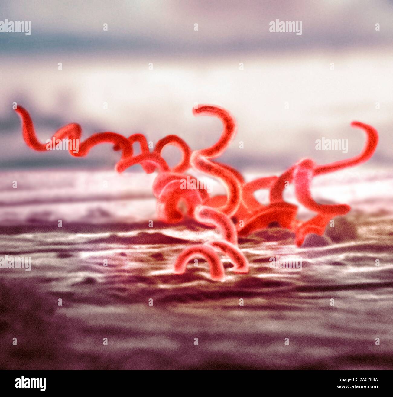 Syphilis bacteria. Coloured scanning electron micrograph (SEM) of the spirochaete bacteria ...