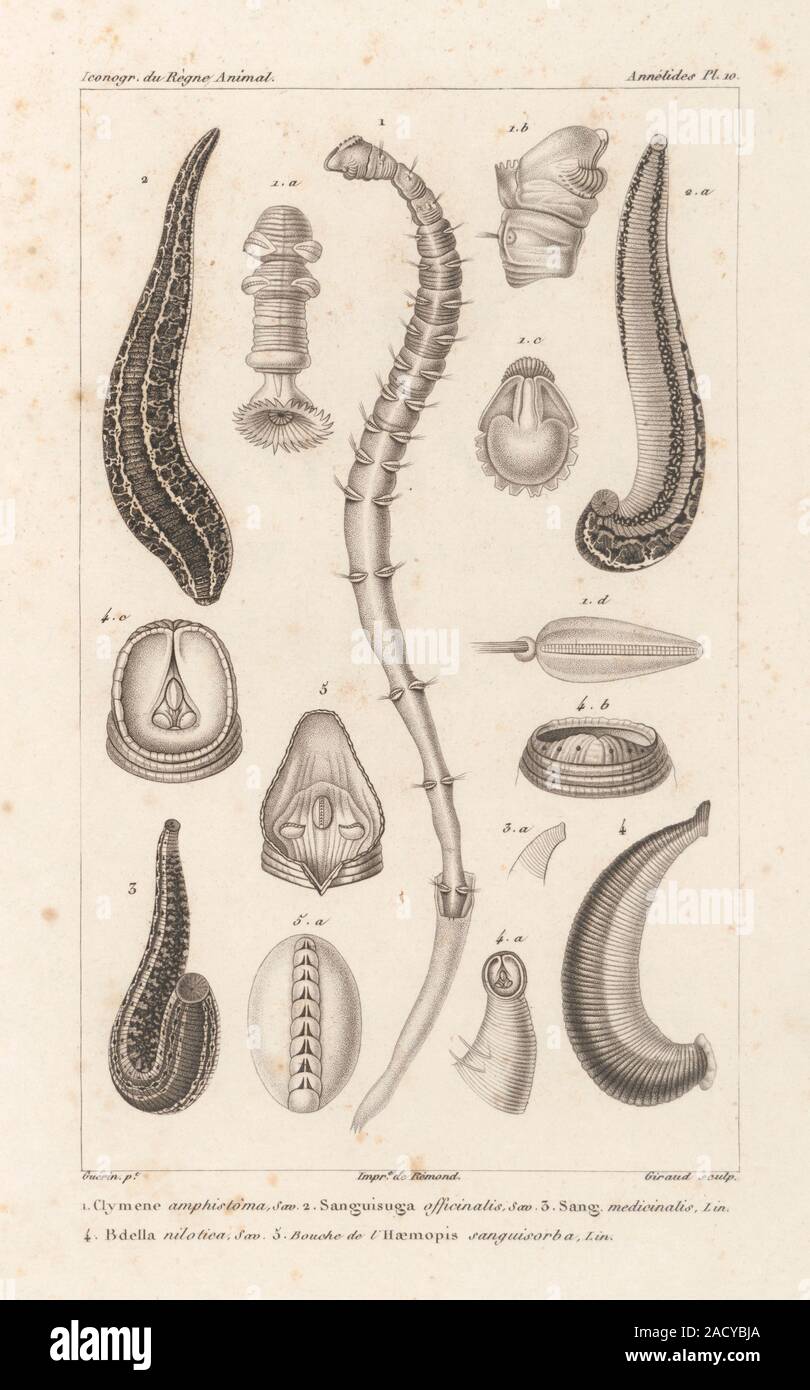 Annelid worms. 19th century artwork showing the anatomy of annelid ...