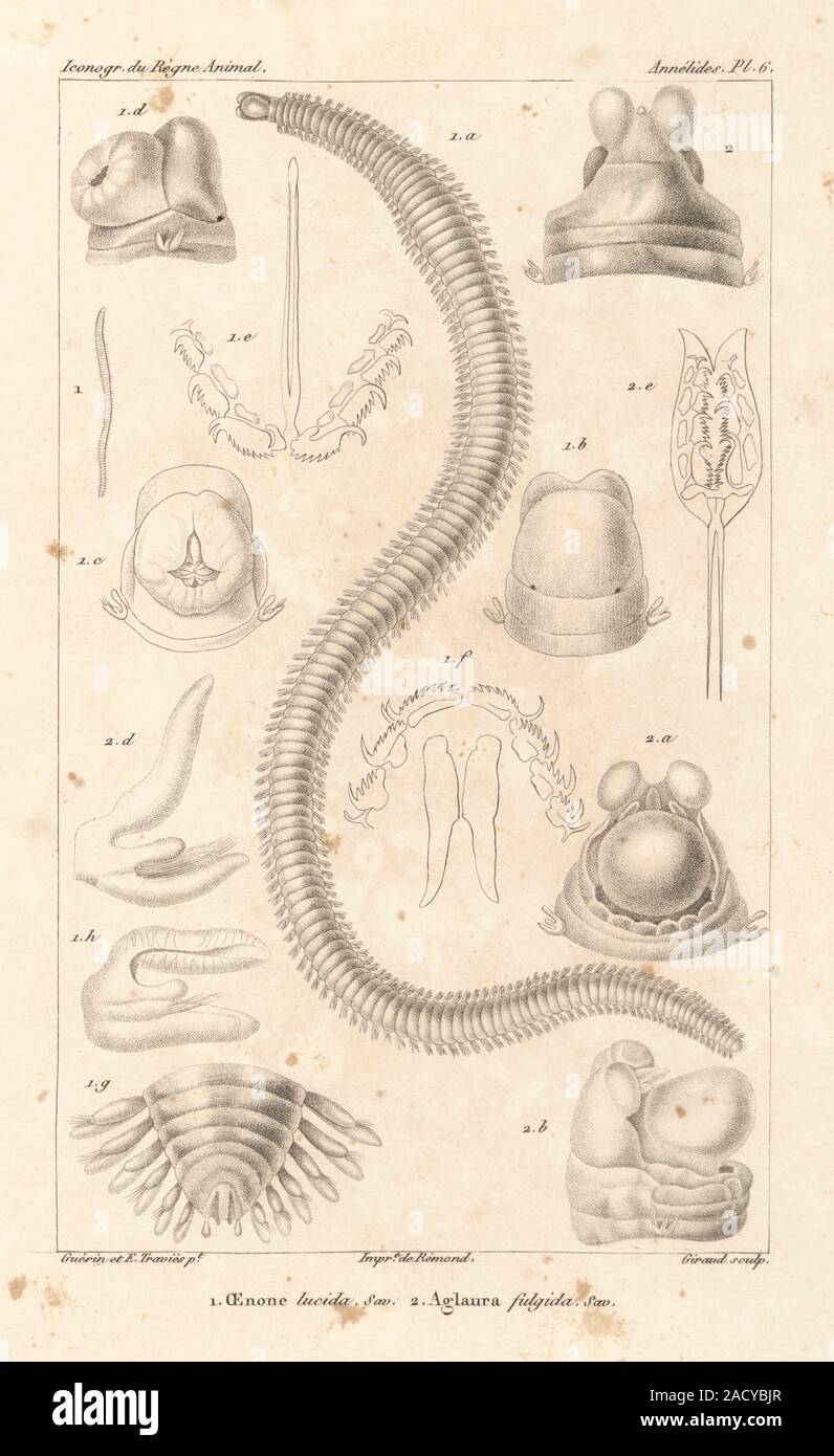 Polychaete worms. 19th century artwork showing the anatomy of two ...