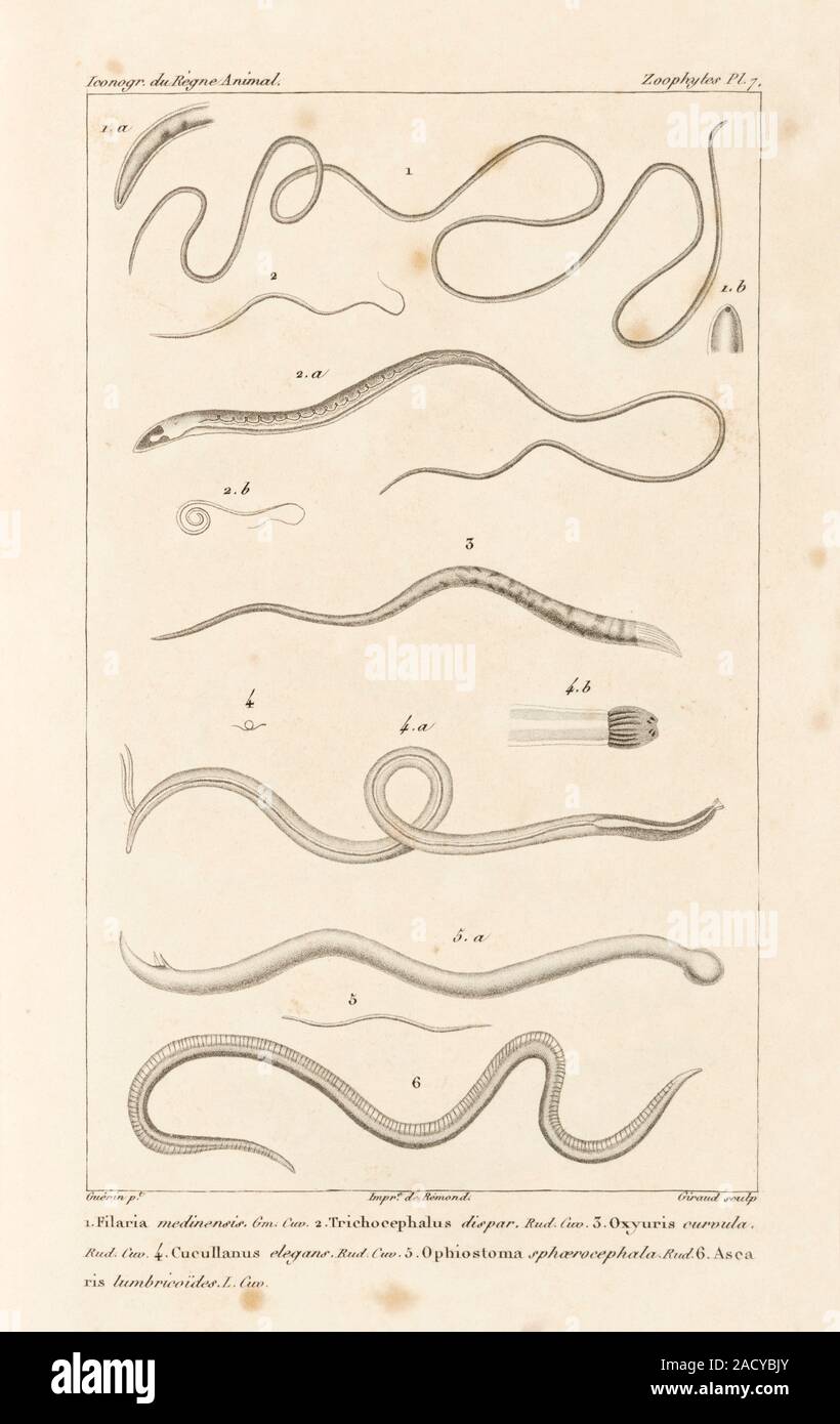 Parasitic worms. 19th century artwork of various parasitic roundworms ...
