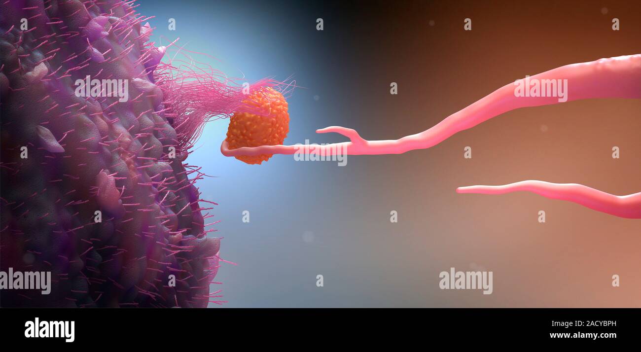 Antigen presenting cell (APC), computer artwork. Cell processes of an ...