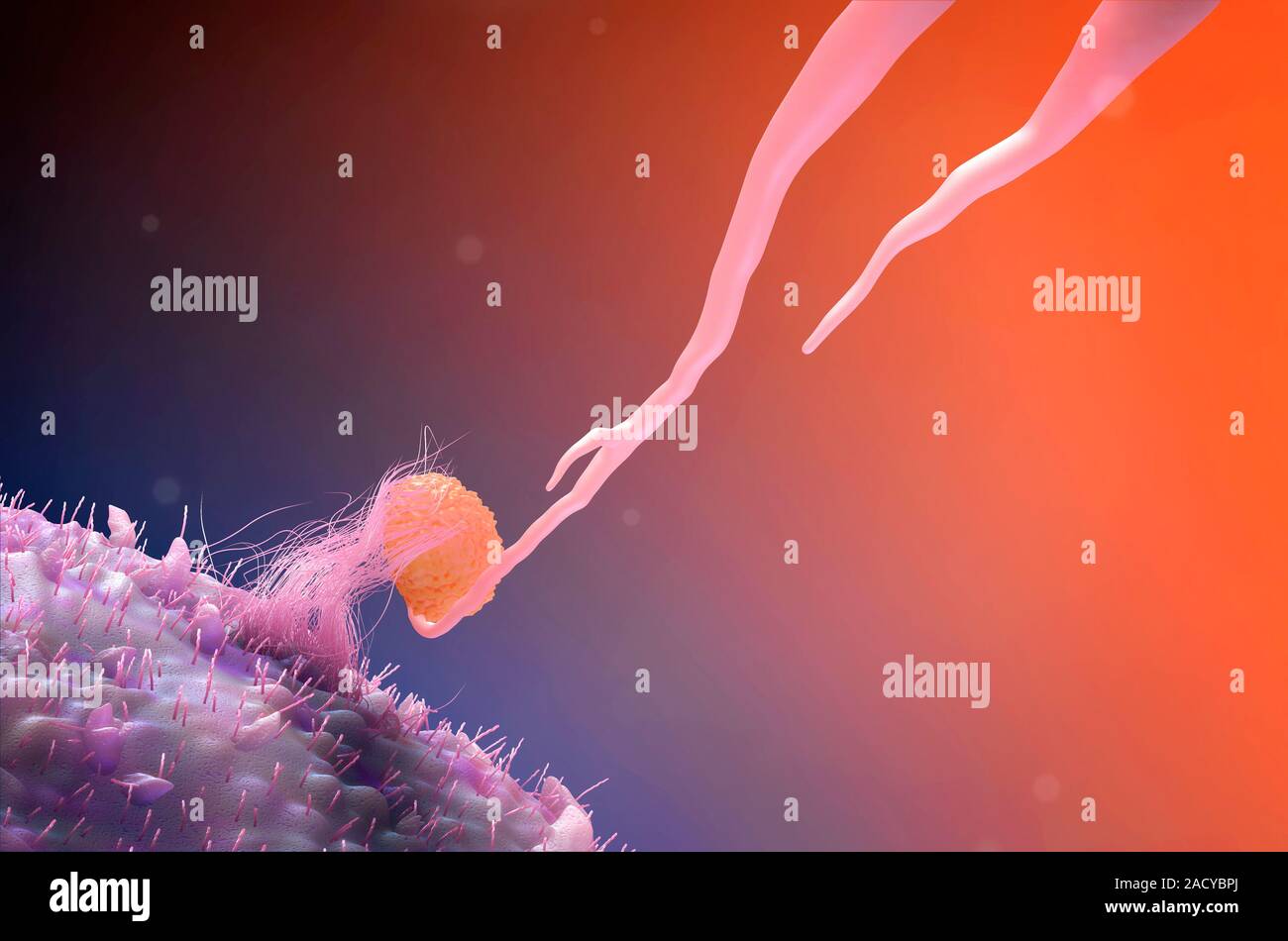 Antigen presenting cell (APC), computer artwork. Cell processes of an ...