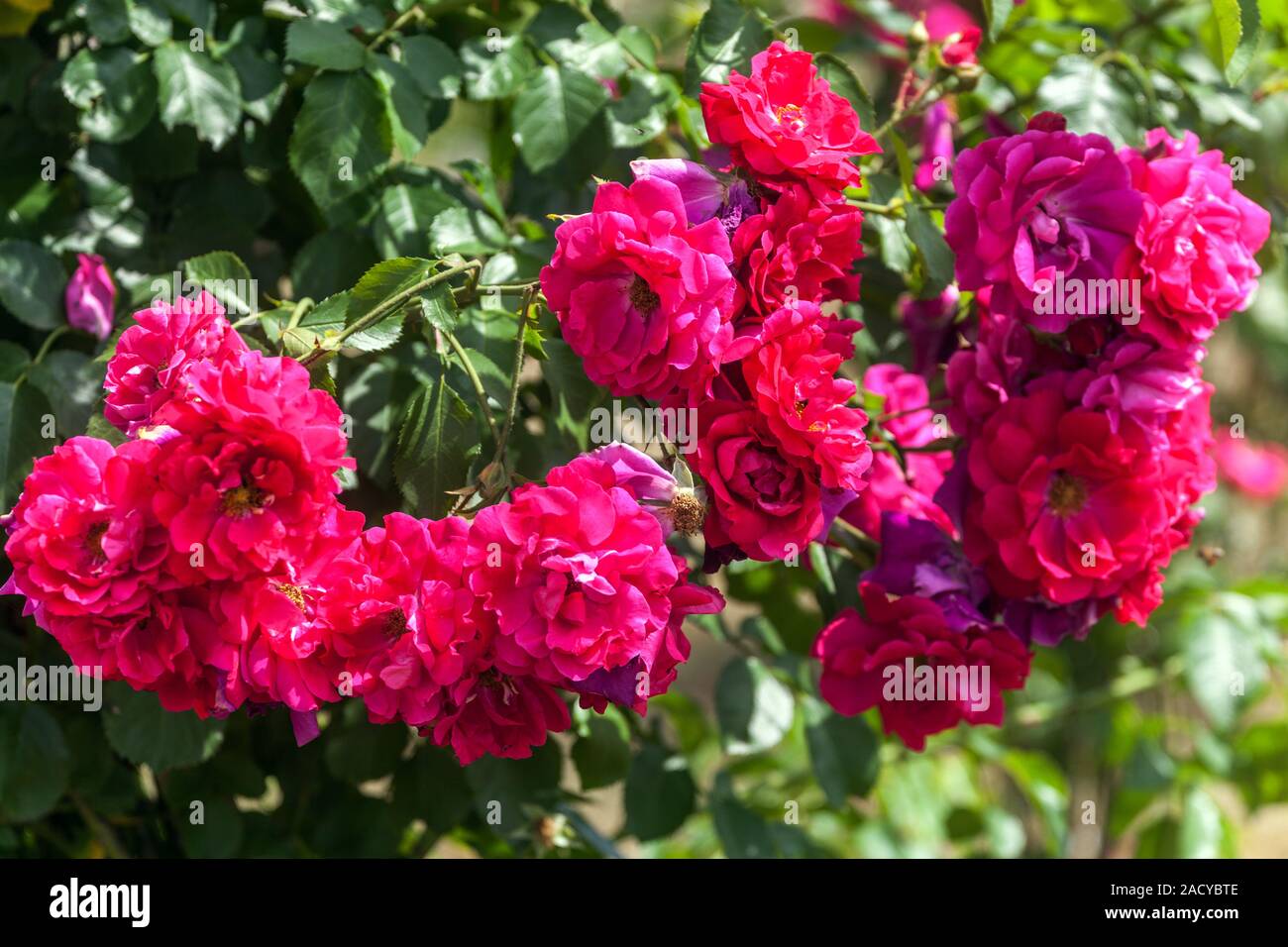 Red climbing rose hi-res stock photography and images - Alamy