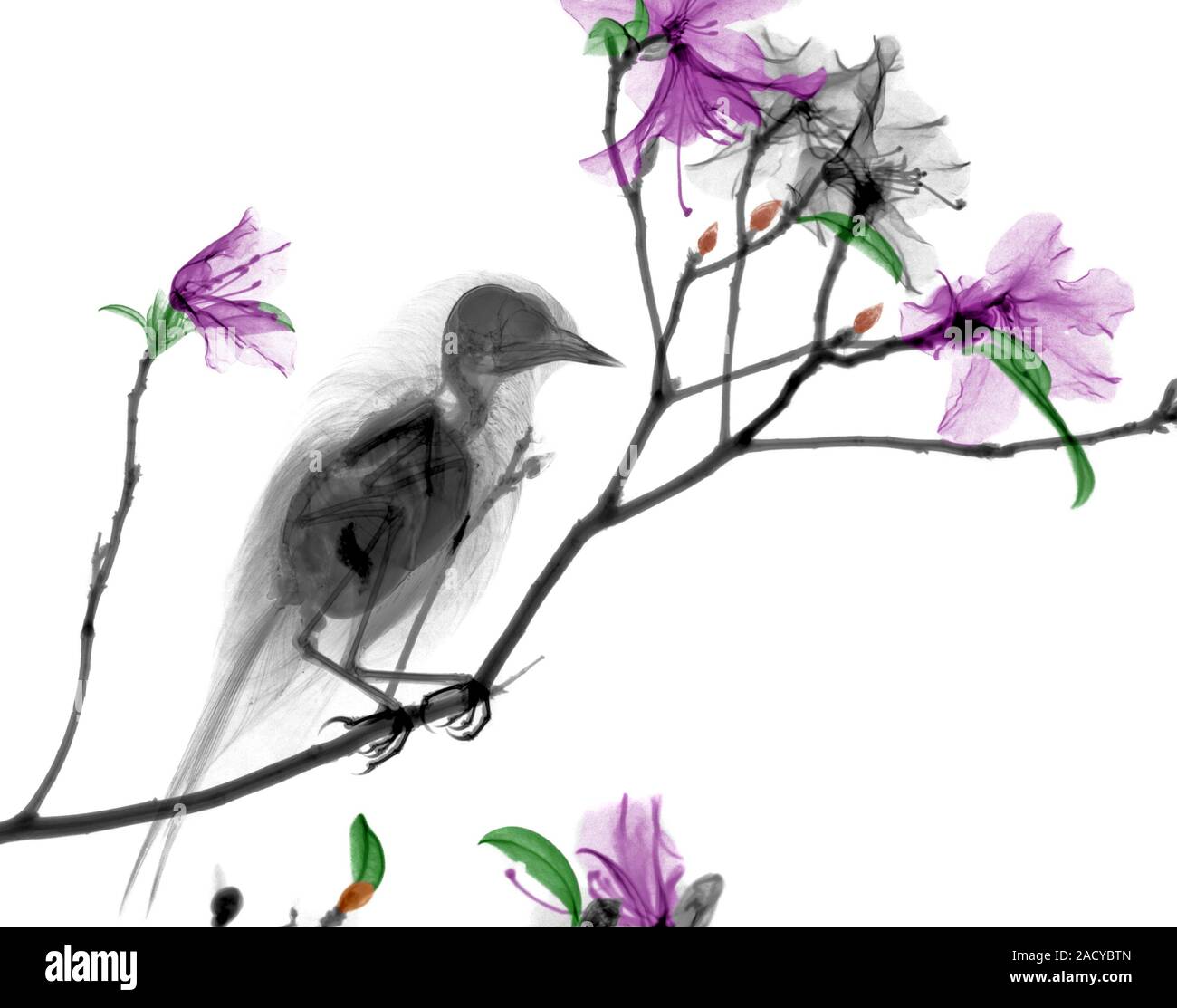 Not for print or poster uses Bird on an azalea (Rhododendron sp ...