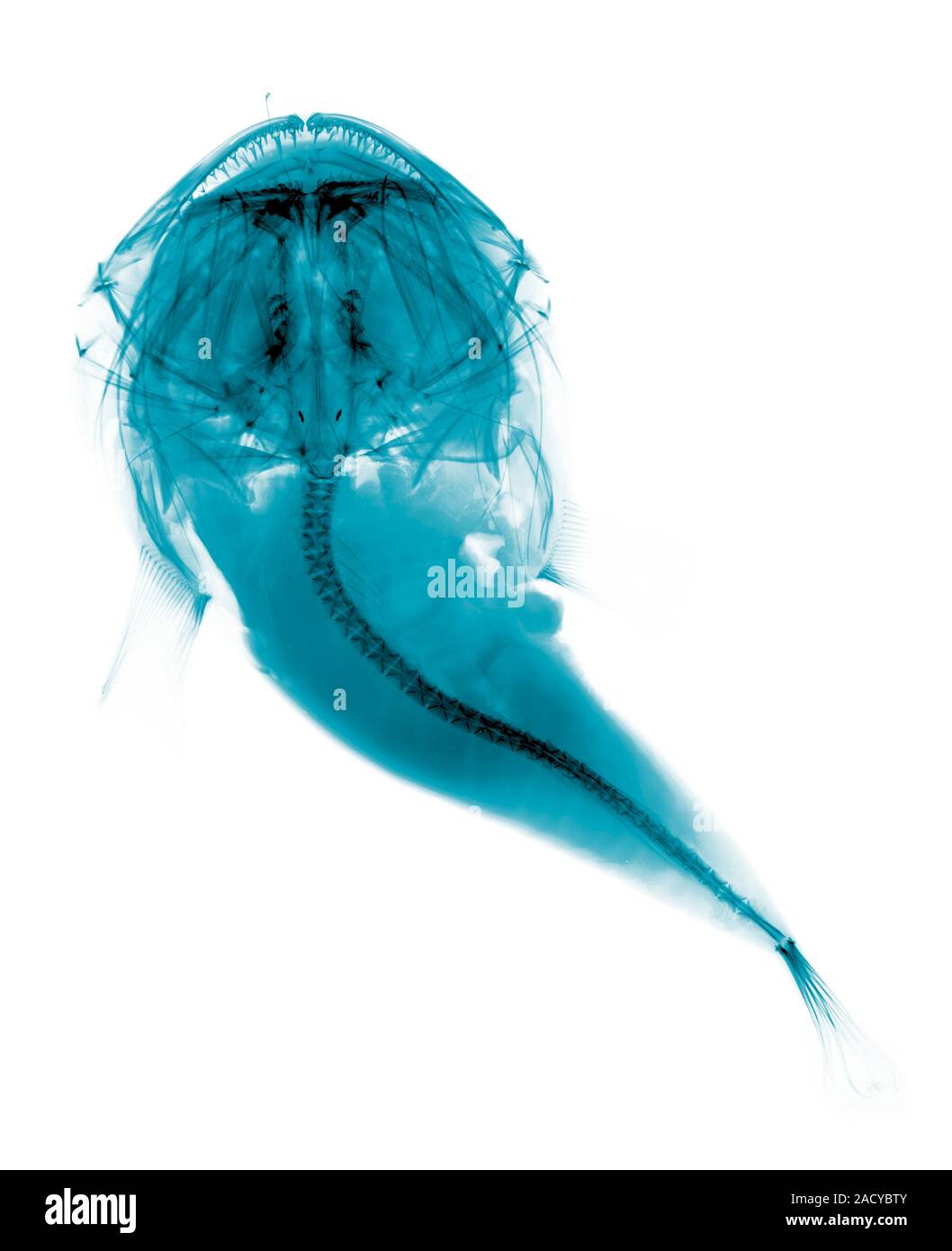 Monkfish (Lophius sp.), coloured X-ray Stock Photo - Alamy