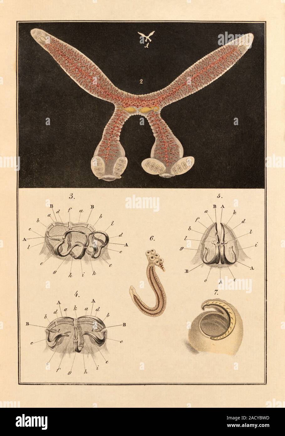 Fish parasite. 19th century artwork of the Diplozoon paradoxum fish ...