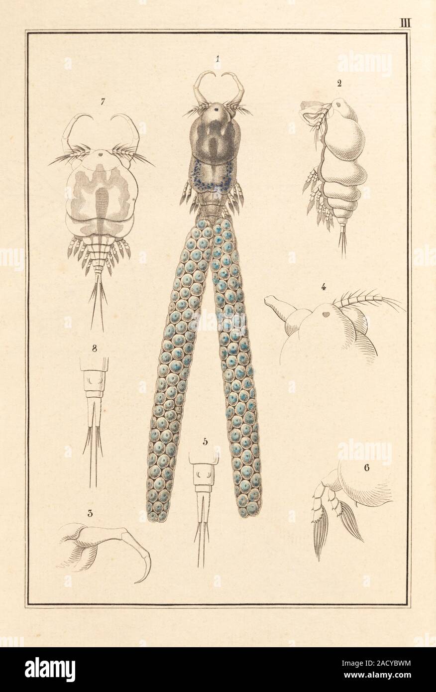 Copepod. 19th century artwork of a copepod (Ergasilus gibbus). Copepods ...