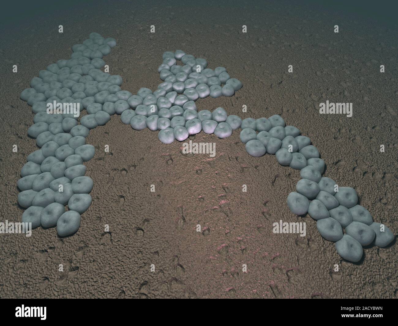 Acinetobacter baumannii bacteria, computer artwork Stock Photo - Alamy Acinetobacter baumannii bacteria, computer artwork Stock Photo - Alamy