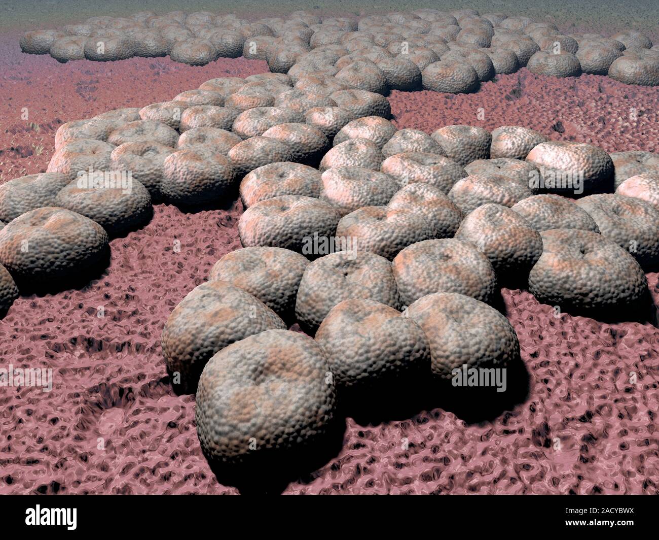 Acinetobacter baumannii bacteria, computer artwork Stock Photo - Alamy Acinetobacter baumannii bacteria, computer artwork Stock Photo - Alamy