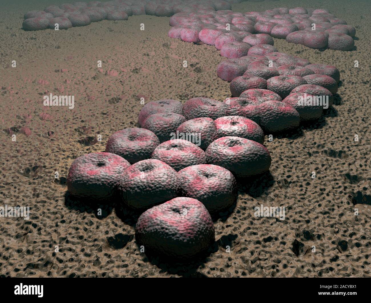 Acinetobacter baumannii bacteria, computer artwork Stock Photo - Alamy Acinetobacter baumannii bacteria, computer artwork Stock Photo - Alamy