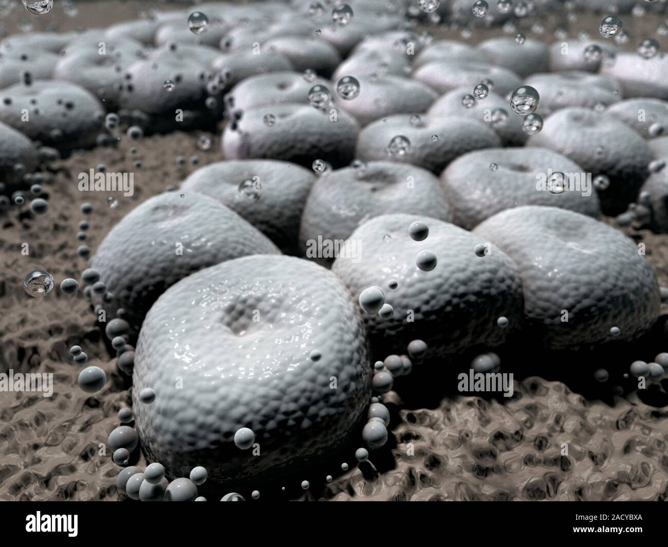 Acinetobacter baumannii bacteria, computer artwork Stock Photo - Alamy Acinetobacter baumannii bacteria, computer artwork Stock Photo - Alamy