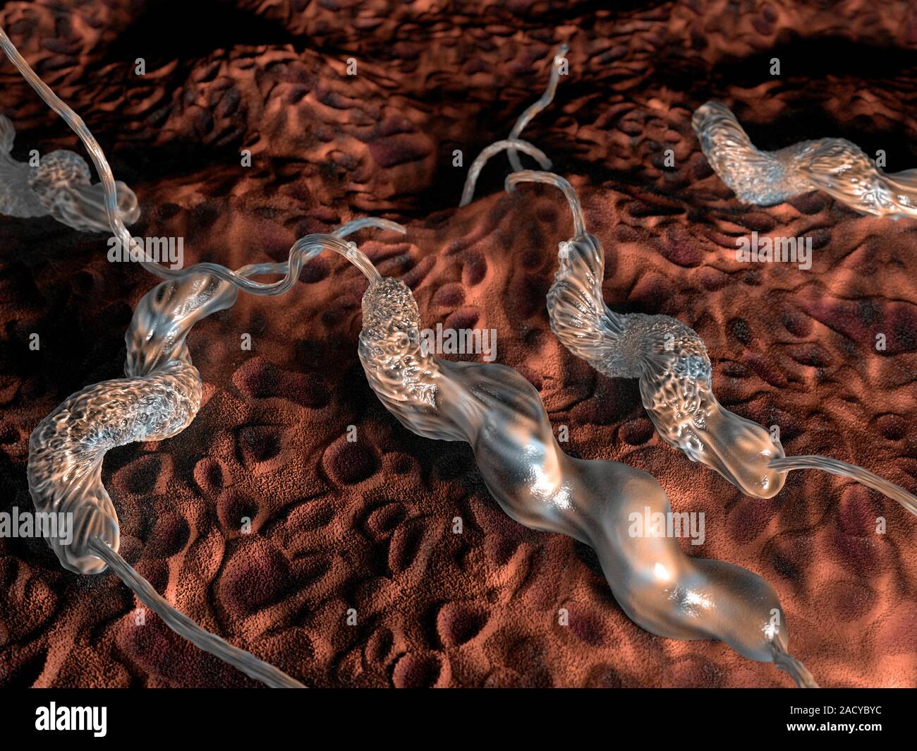 Campylobacter jejuni bacteria, computer artwork Stock Photo - Alamy