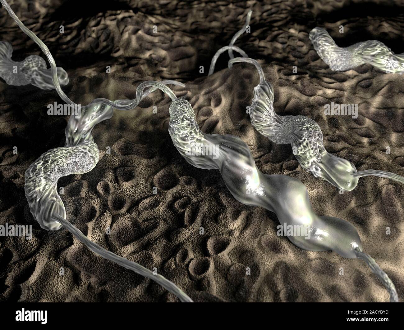 Campylobacter jejuni bacteria, computer artwork Stock Photo - Alamy