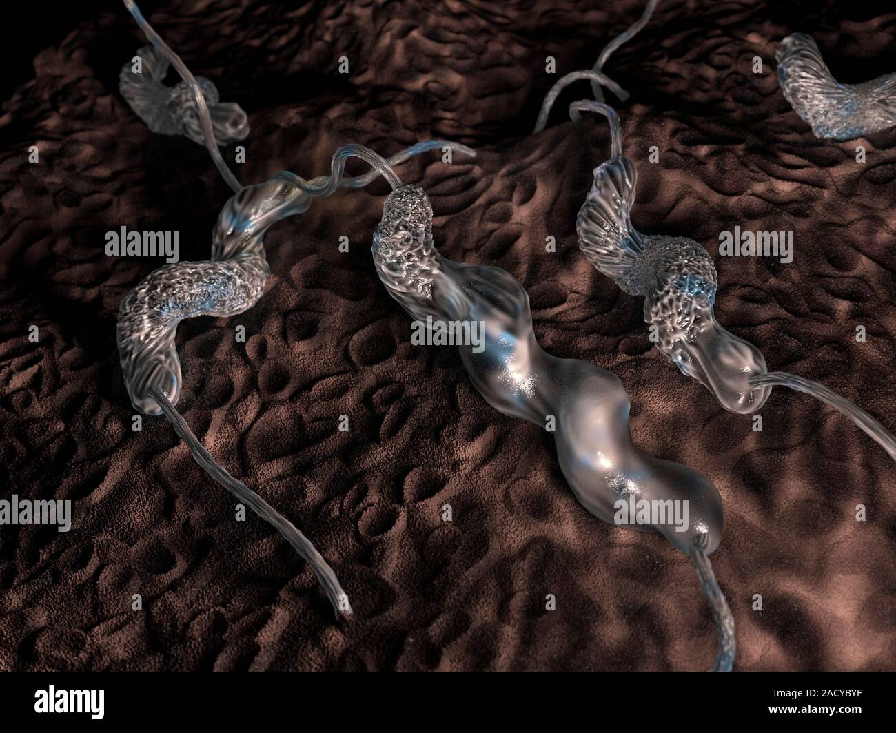 Campylobacter jejuni bacteria, computer artwork Stock Photo - Alamy