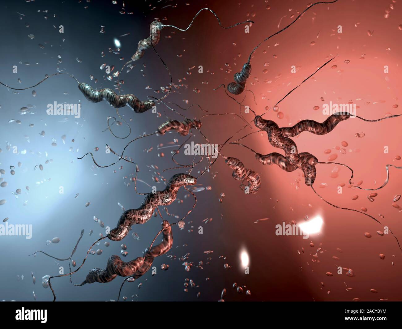 Campylobacter jejuni bacteria, computer artwork Stock Photo - Alamy