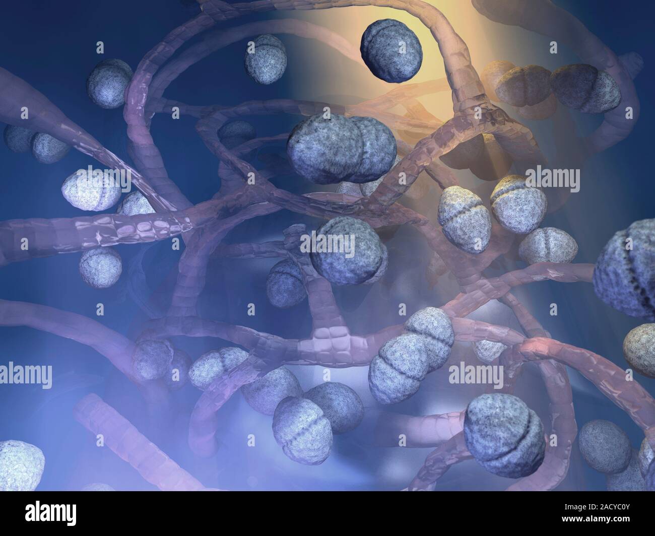 Enterococcus sp. bacteria, computer artwork Stock Photo - Alamy