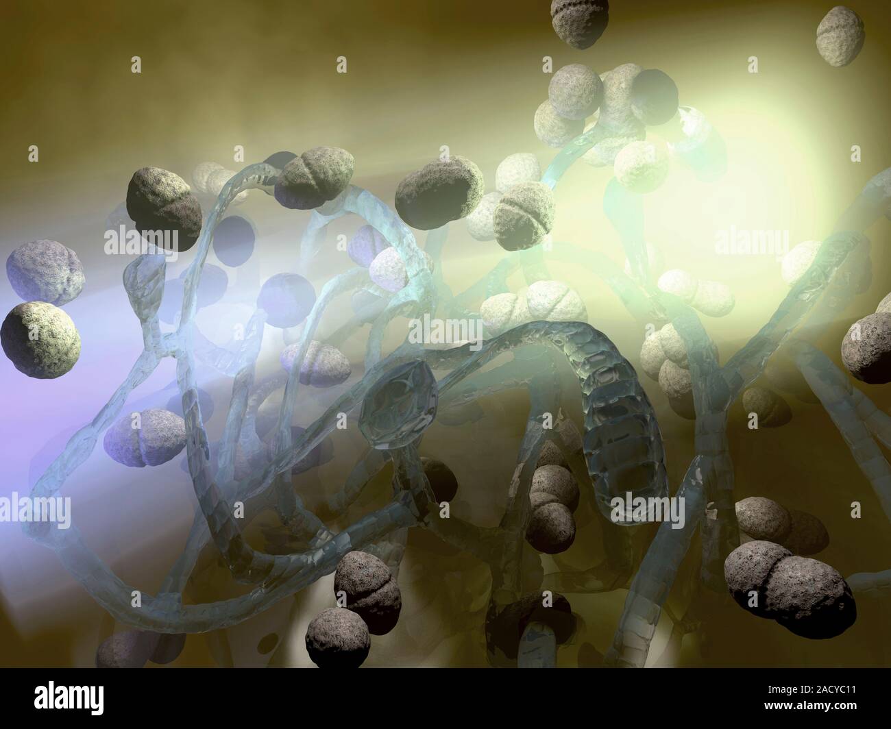 Enterococcus sp. bacteria, computer artwork Stock Photo - Alamy