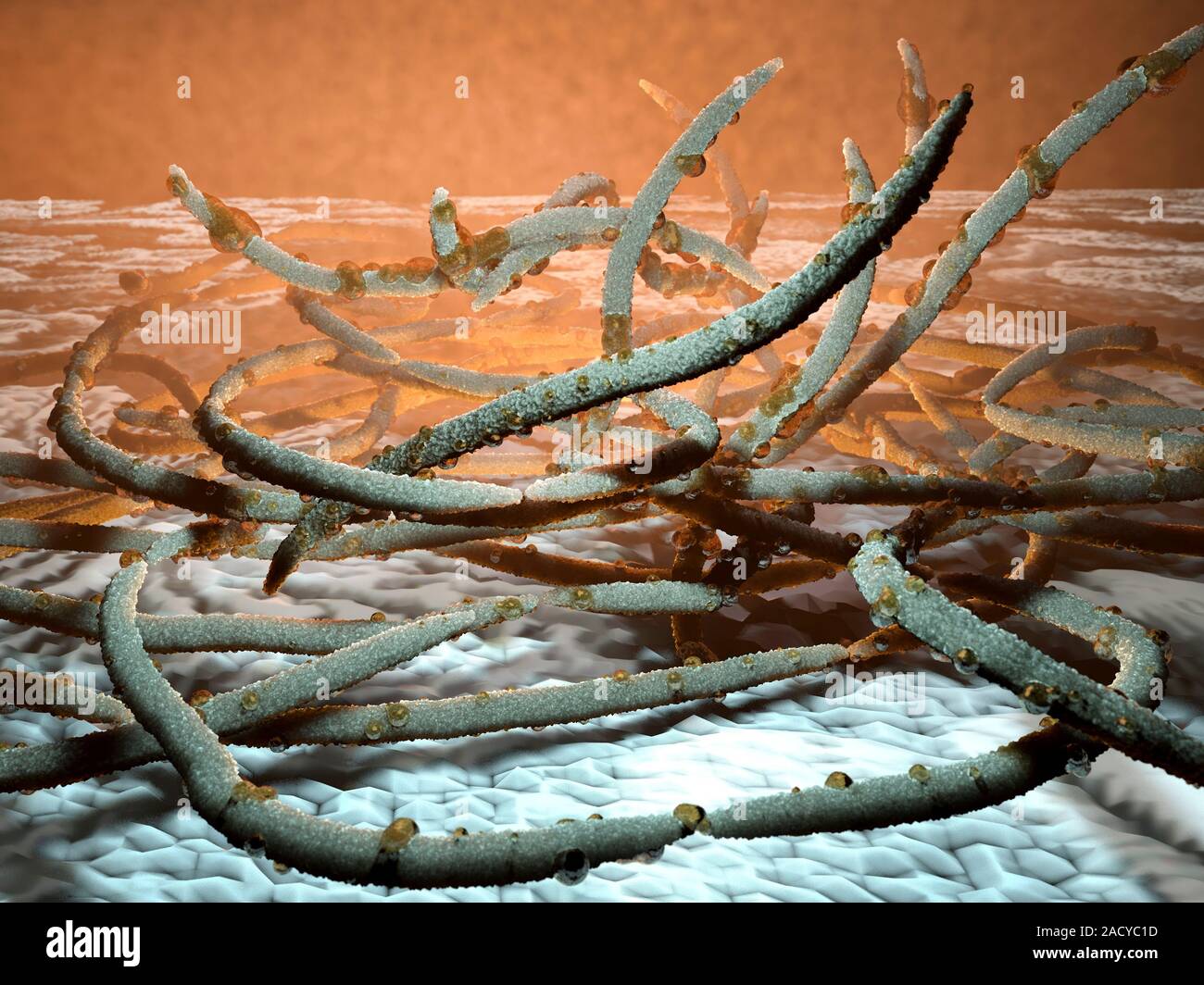 Fusobacterium sp. bacteria, computer artwork Stock Photo - Alamy