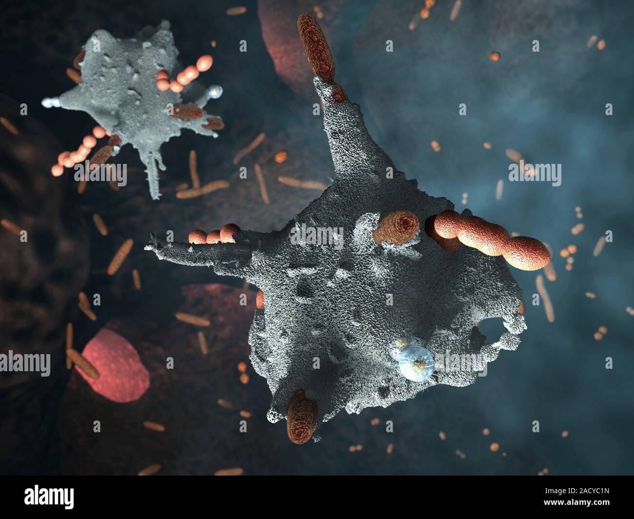 Macrophage white blood cell engulfing bacteria, computer artwork Stock ...