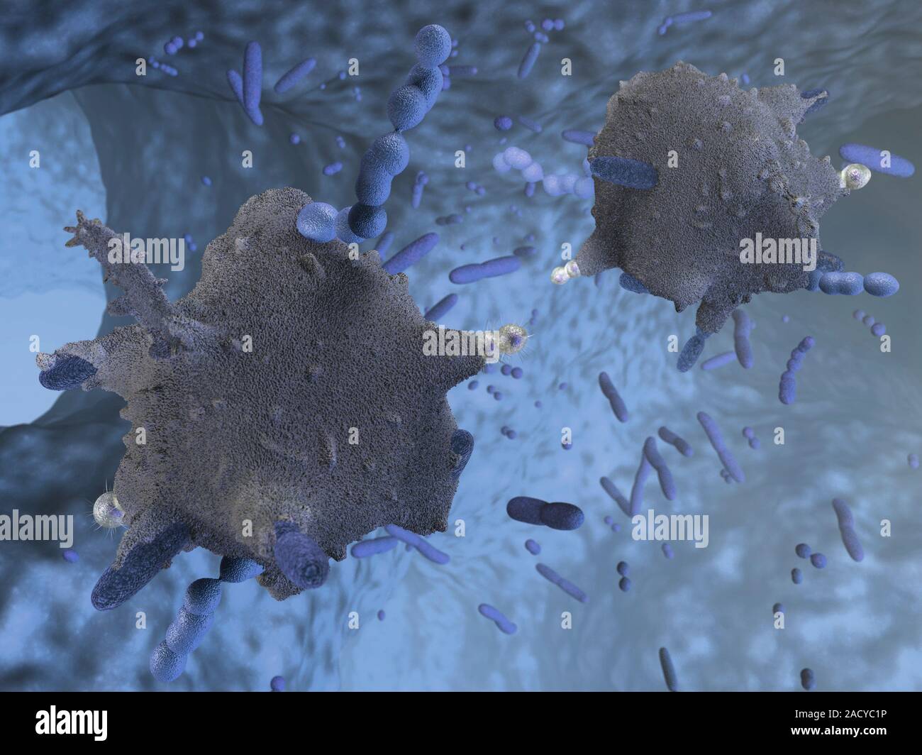 Macrophage white blood cell engulfing bacteria, computer artwork Stock ...