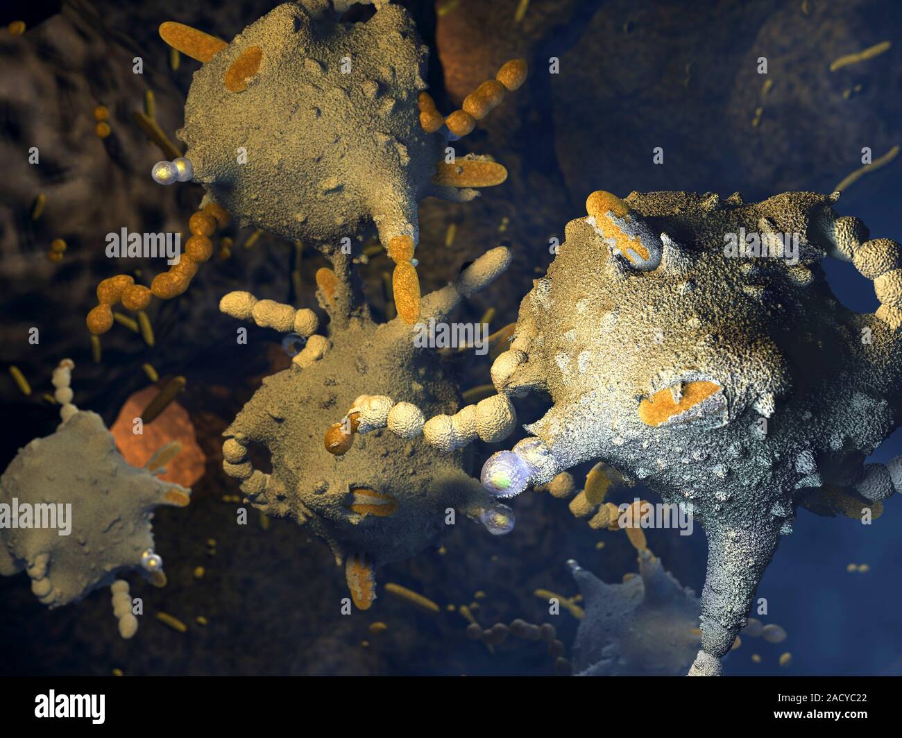 Macrophage white blood cell engulfing bacteria, computer artwork Stock ...