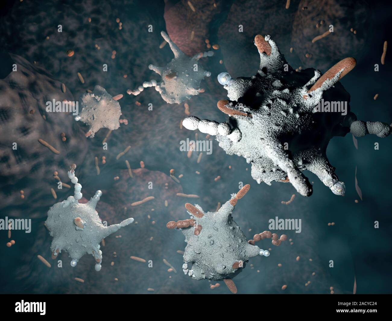 Macrophage white blood cell engulfing bacteria, computer artwork Stock ...