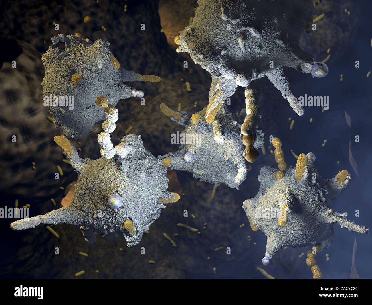 Macrophage white blood cell engulfing bacteria, computer artwork Stock ...