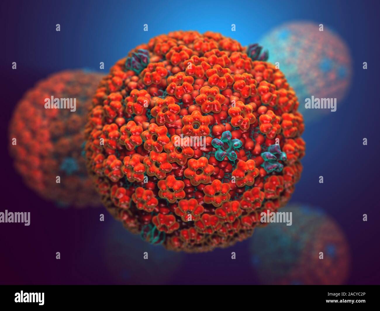 Herpes simplex viruses, computer artwork Stock Photo - Alamy