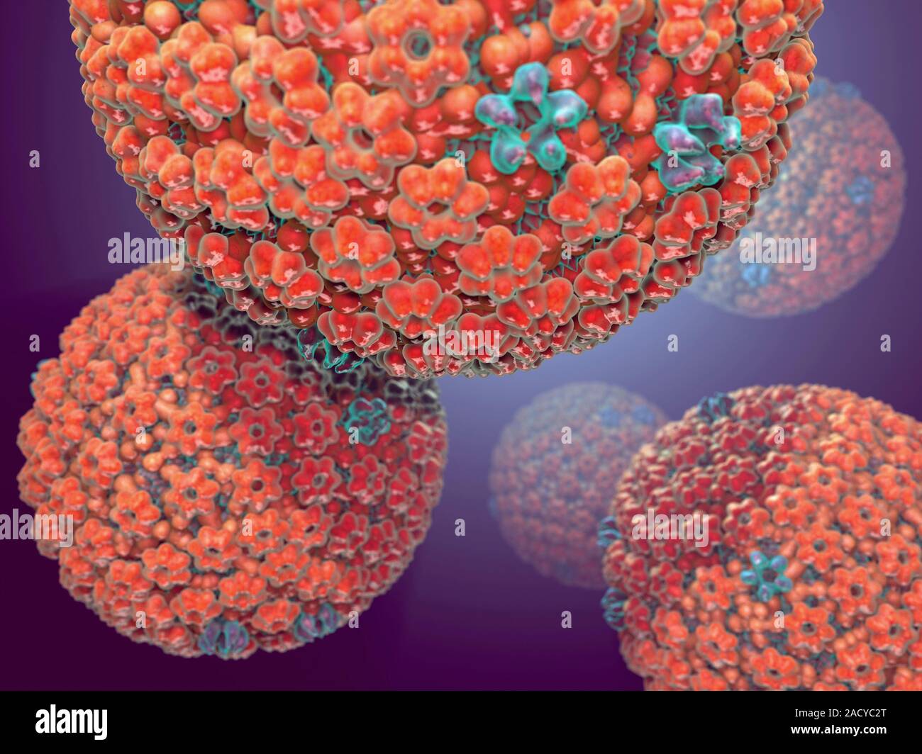 Herpes simplex viruses, computer artwork Stock Photo - Alamy