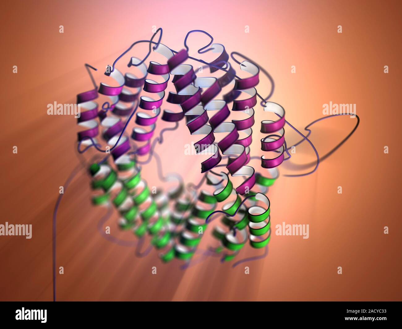 Interferon gamma, computer artwork Stock Photo - Alamy