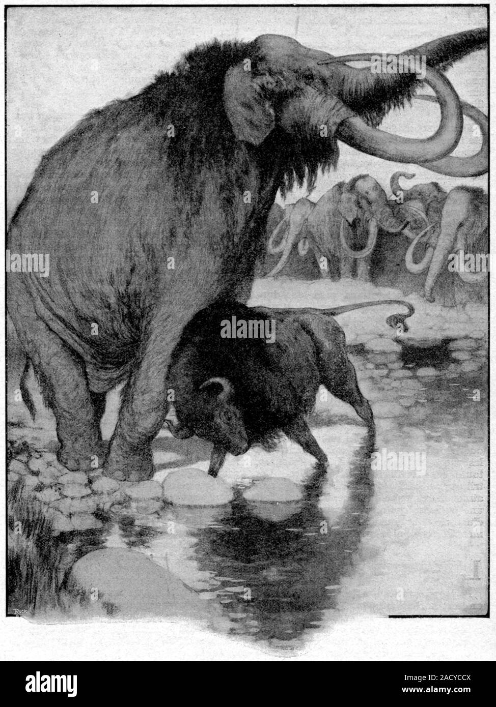 Buffalo fighting a mammoth. Historical illustration of a woolly mammoth ...