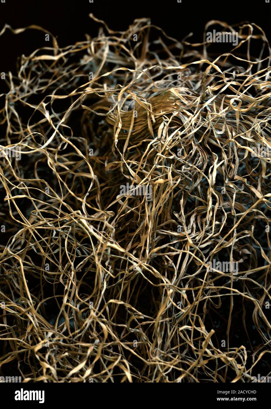 Cotton fibres, coloured scanning electron micrograph (SEM Stock Photo ... Cotton fibres, coloured scanning electron micrograph (SEM Stock Photo ...