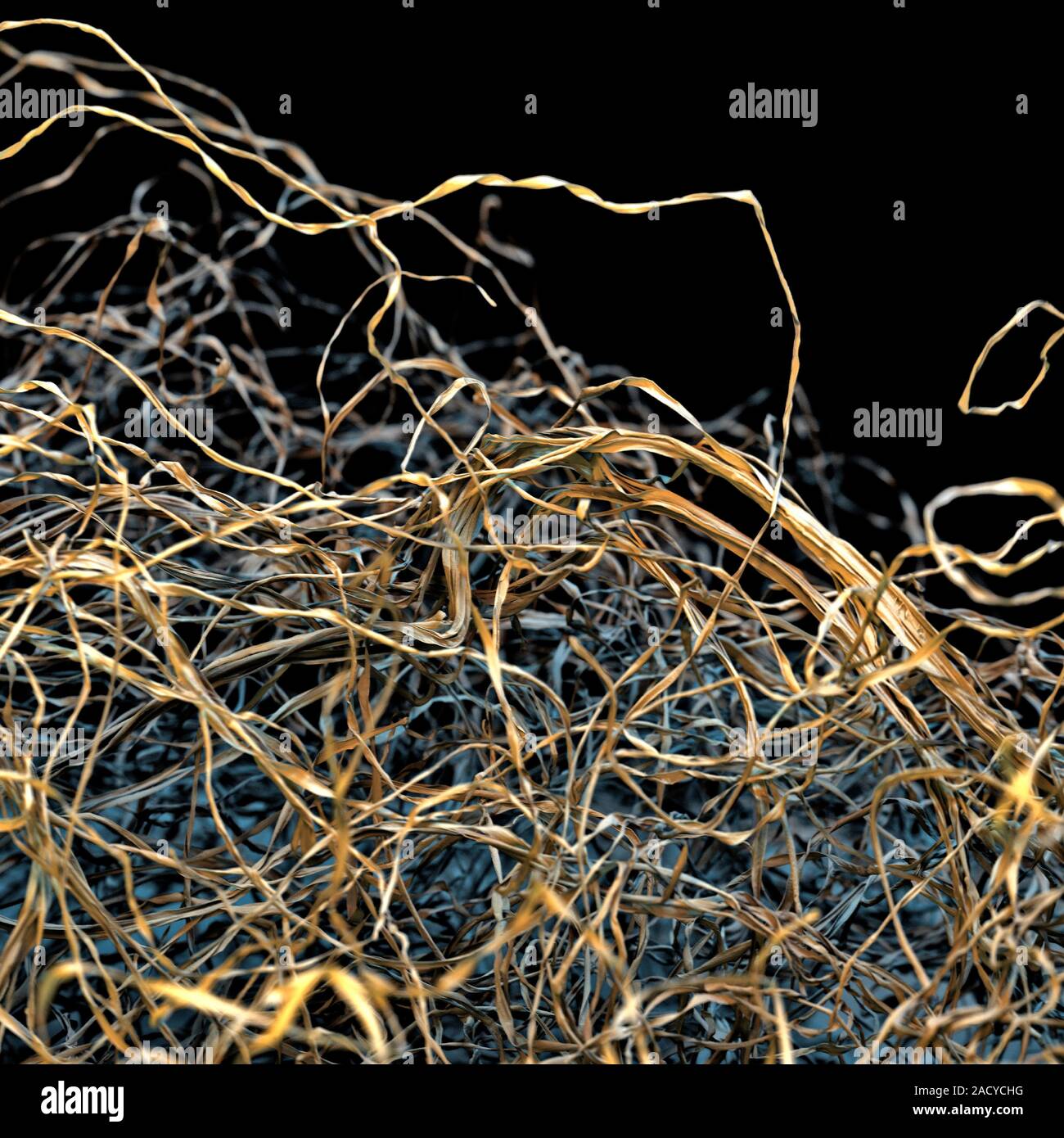 Cotton fibres, coloured scanning electron micrograph (SEM Stock Photo ... Cotton fibres, coloured scanning electron micrograph (SEM Stock Photo ...