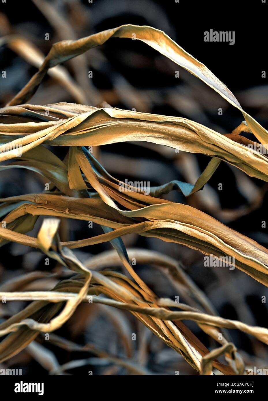 Cotton fibres, coloured scanning electron micrograph (SEM Stock Photo ...